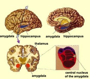 The Amygdala and it’s Link to BPD – borderline personality disorder